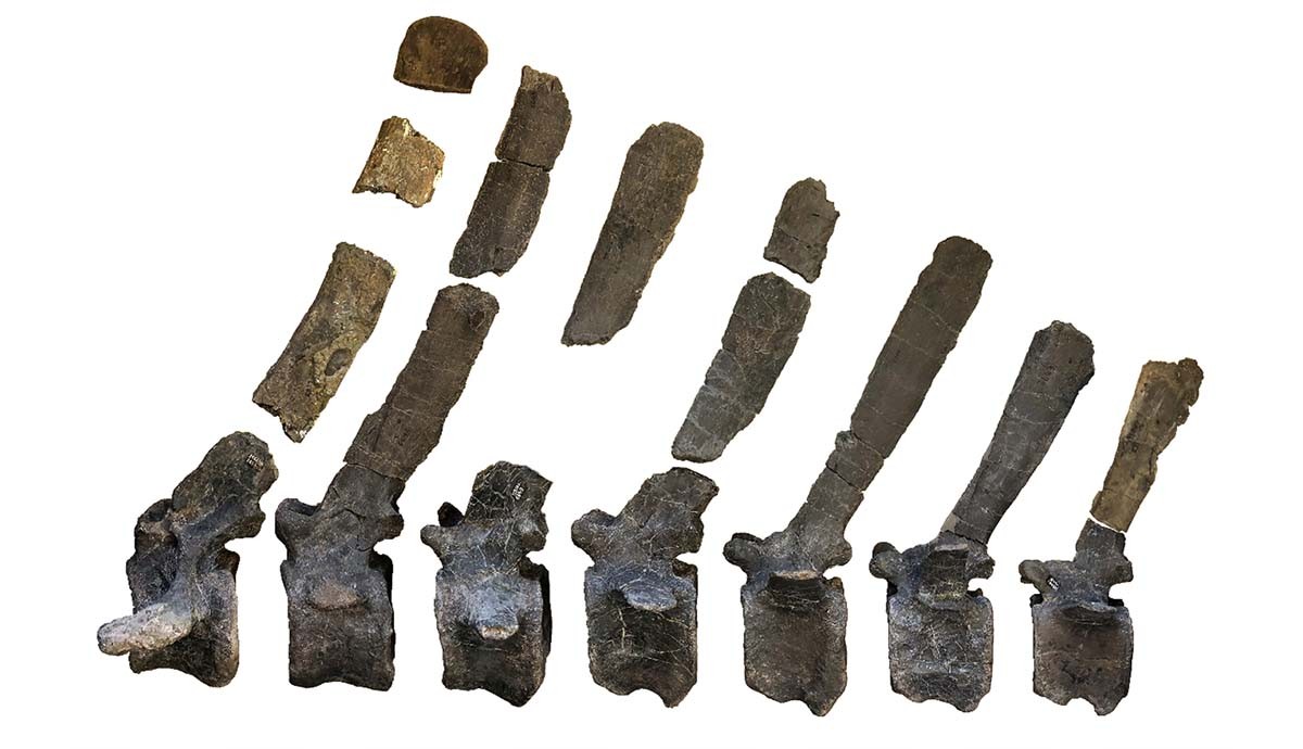 New England dinosaur species sported a dramatic sail on its back