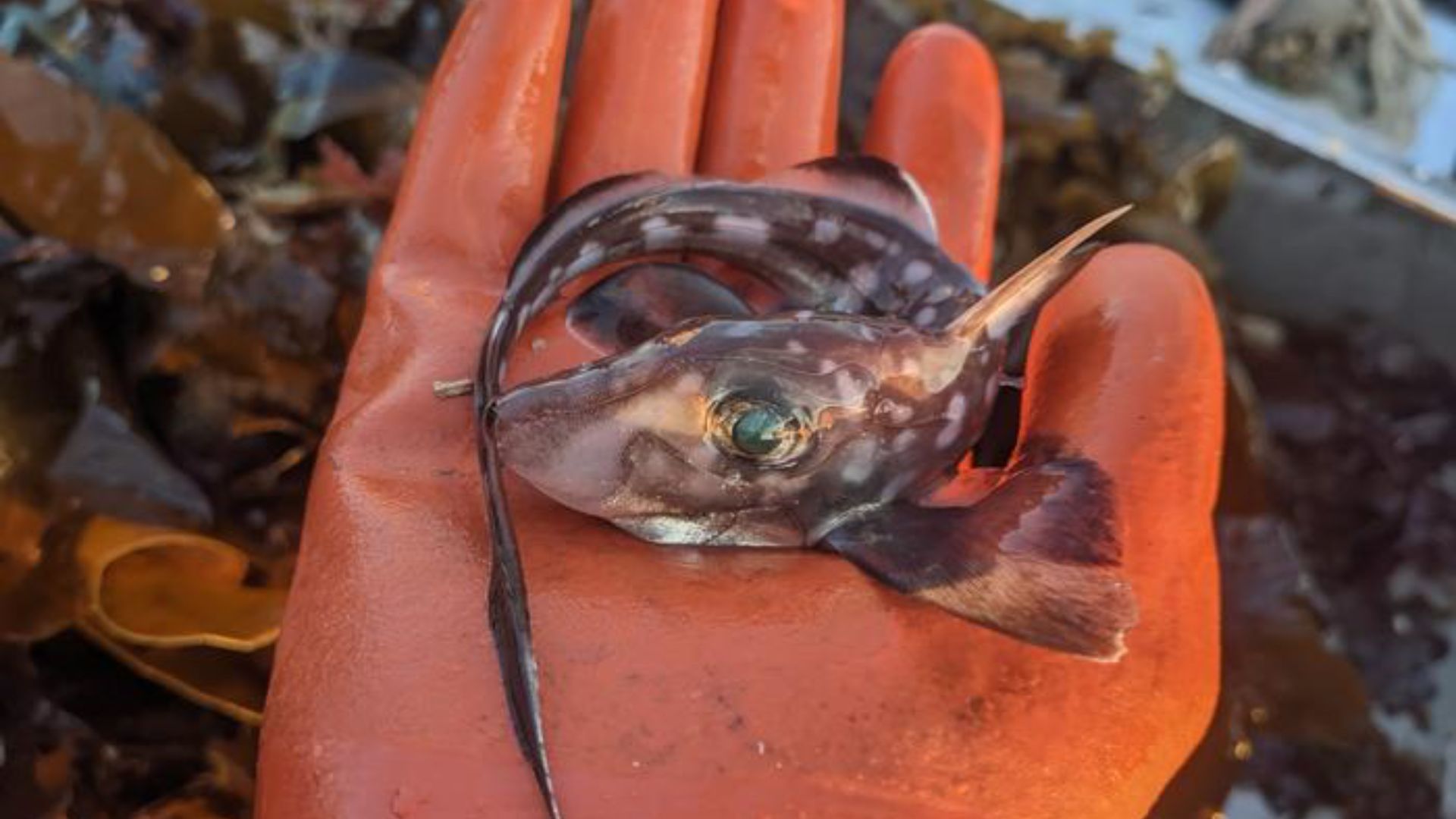 Male ghost sharks sports evolution’s bizarre mating tool on forehead