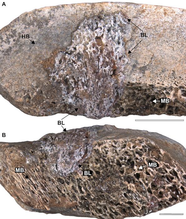 80-million-year-old fossils expose dinosaurs’ fatal bone infection
