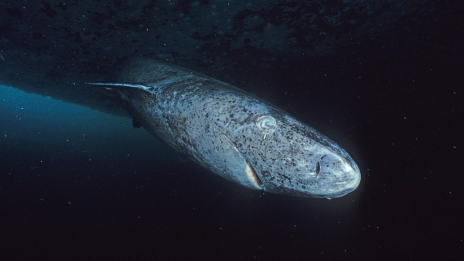 Eight creatures most likely to survive a global catastrophe