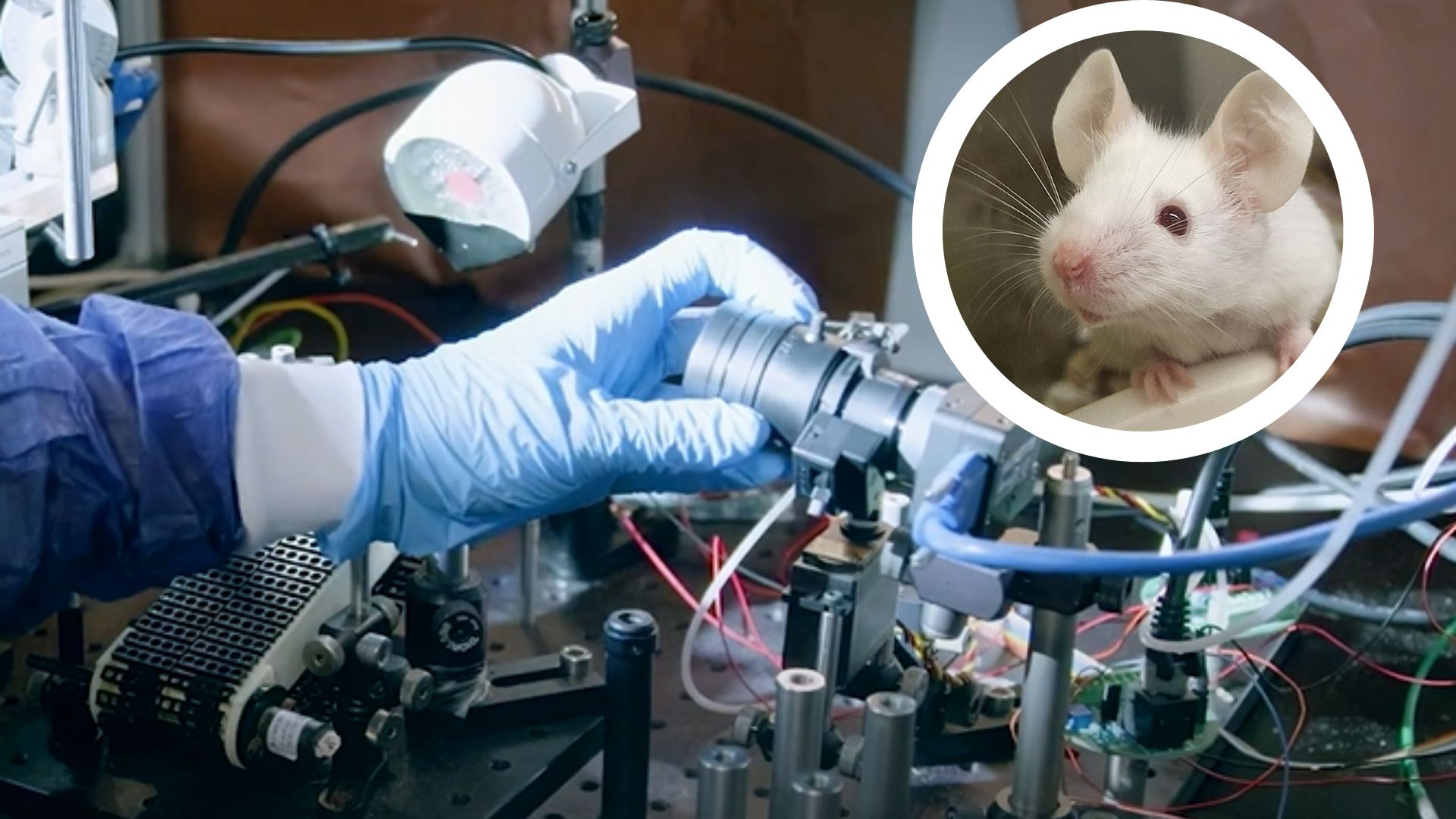 Machine learning enables 'mind reading' in mice using facial cues