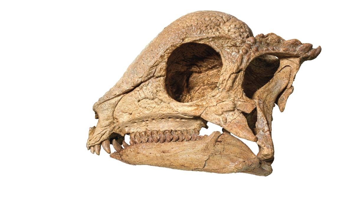 Dome-headed dinosaur likely headbutted to win mates, fossil reveals