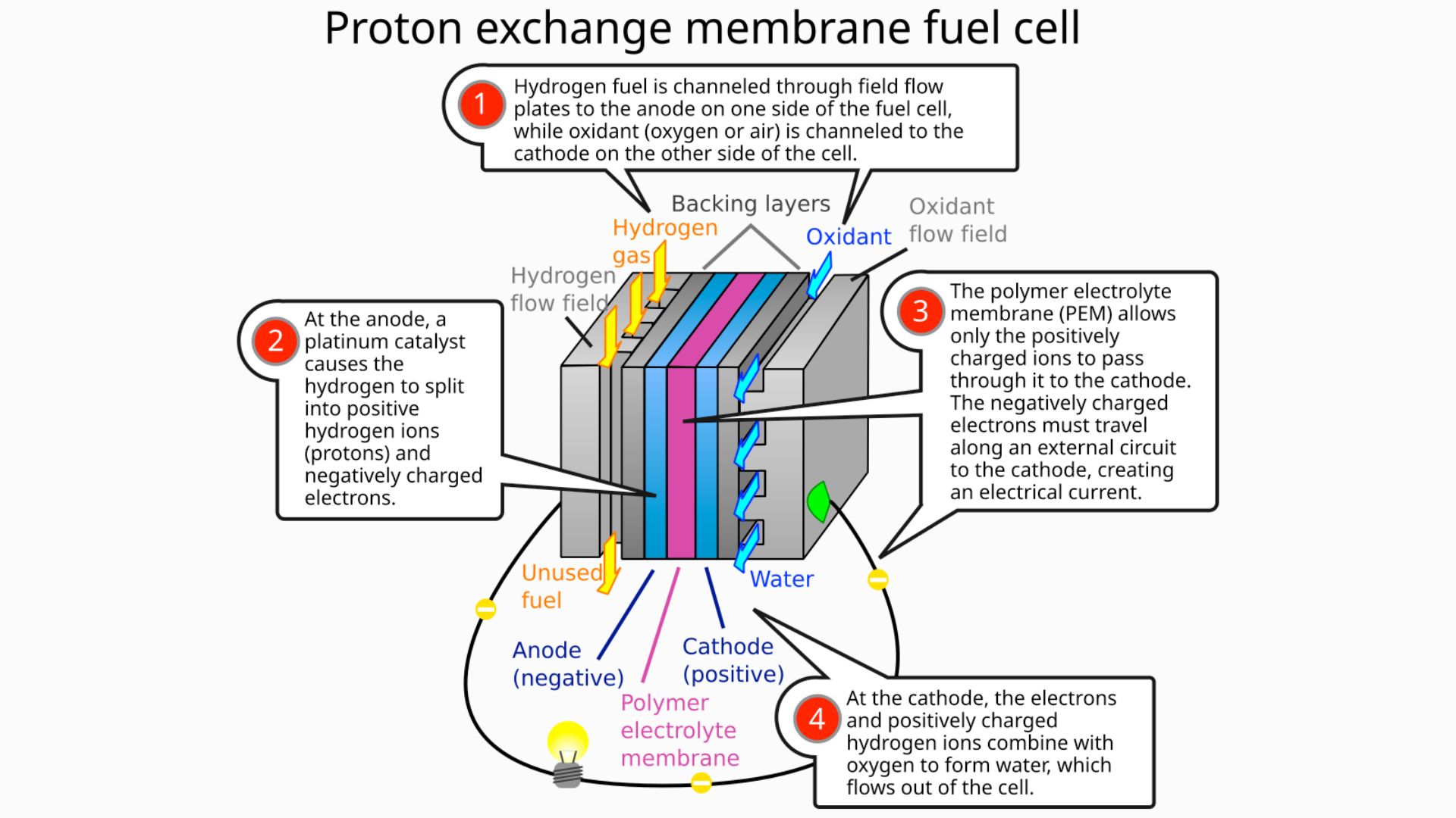 Lizard-inspired flow field plates improve hydrogen fuel cell power density