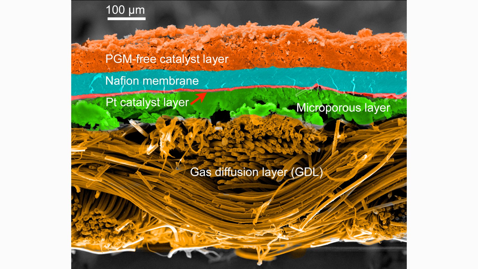 Lizard-inspired flow field plates improve hydrogen fuel cell power density