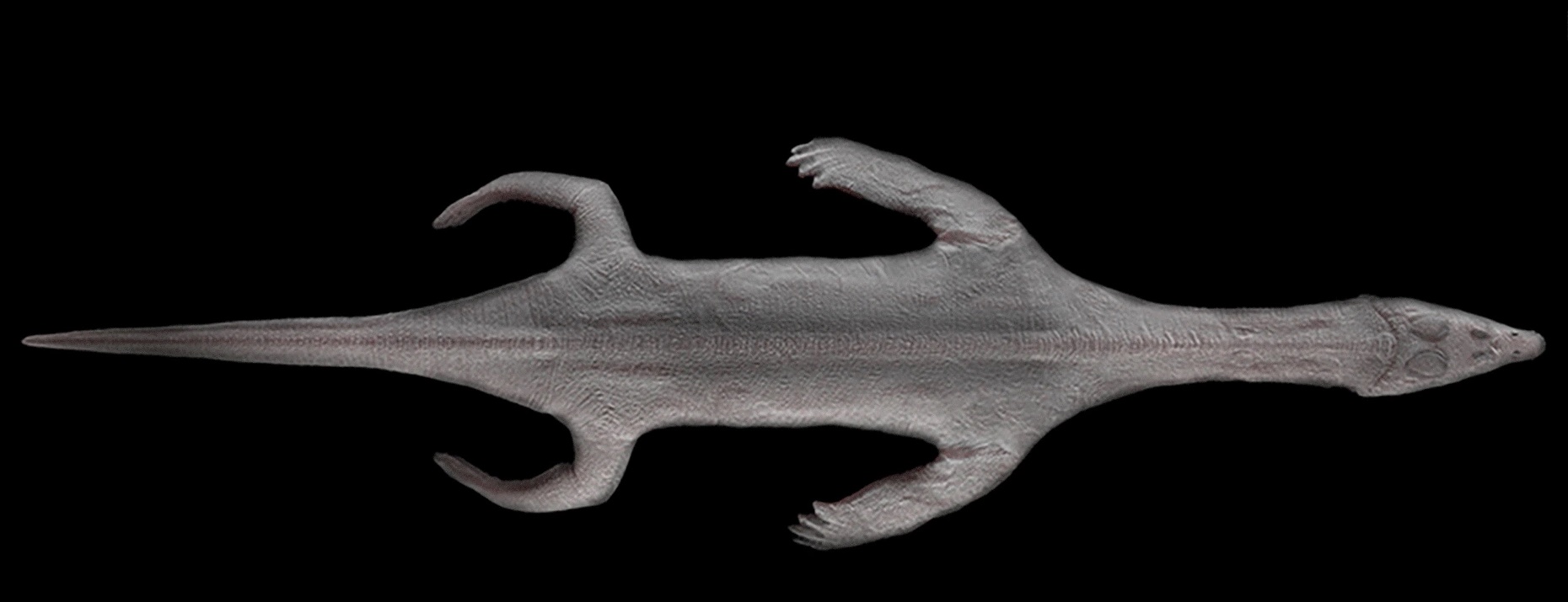 240-million-year-old reptile swam like a seal, fossil skin reveals