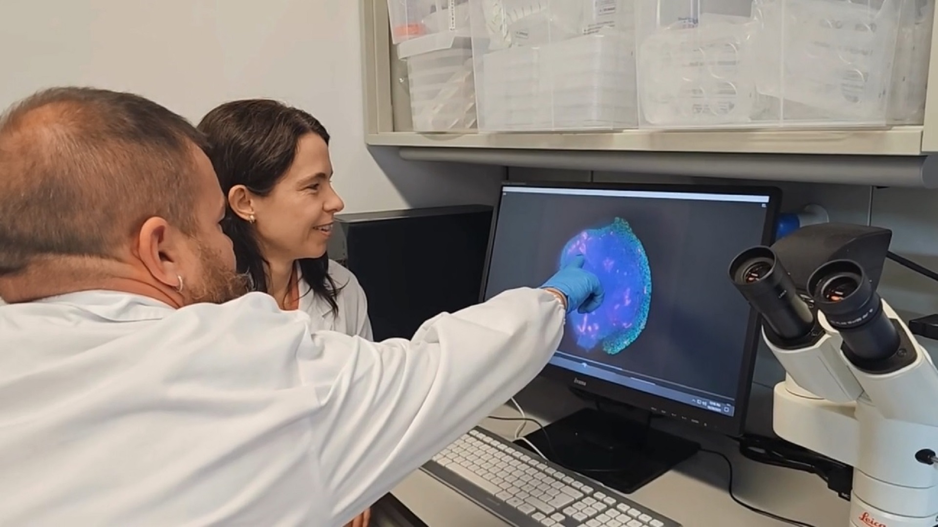 Human organoids in pig kidneys open new path for future transplants