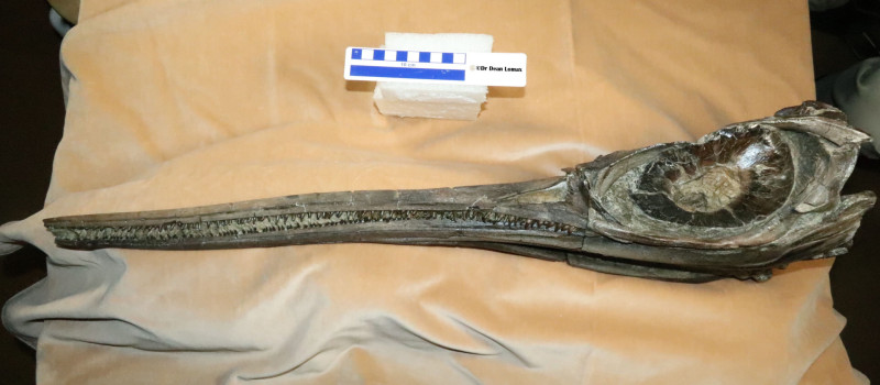 Sword-snouted dragon that swam with dinosaurs found on UK’s Jurassic Coast