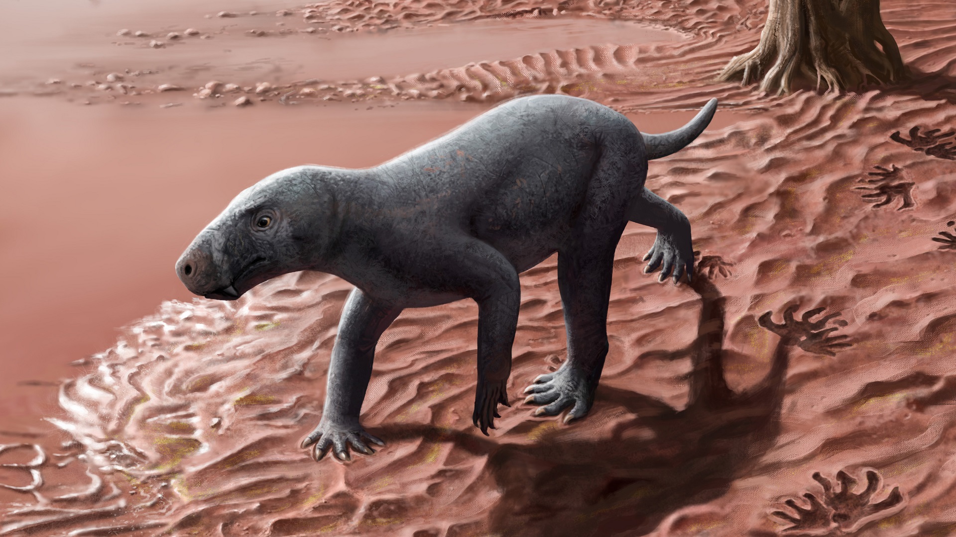 270 million year old fossil tracks in Mallorca reveal how mammals first ...