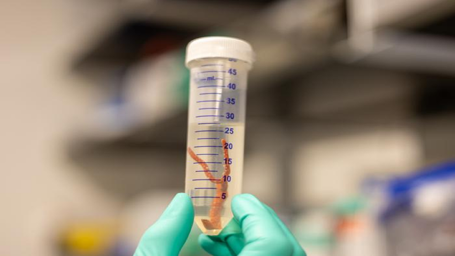 Shape-shifting coral that stiffens in seconds to transform robotics