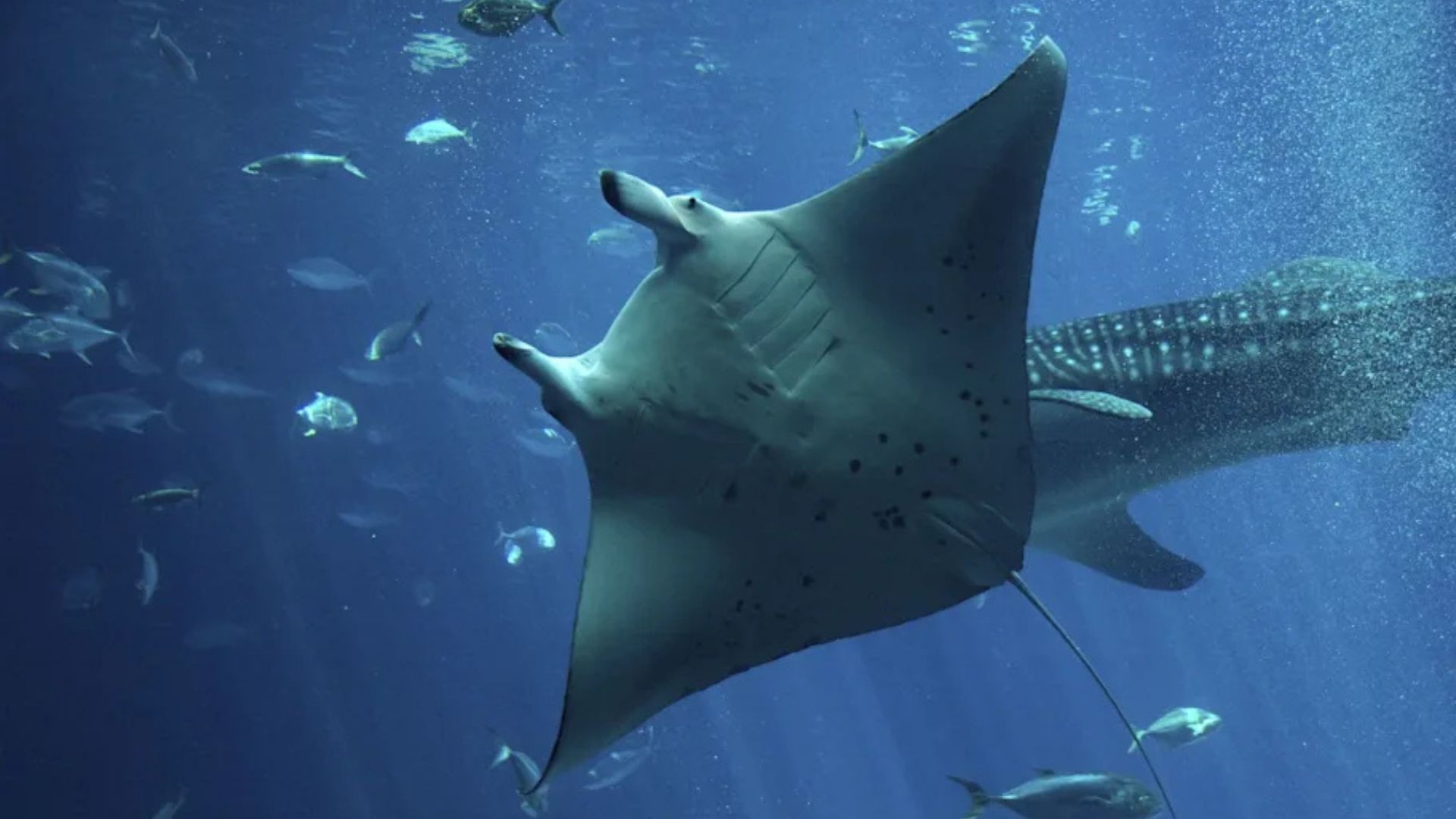Manta rays plunge 4,000 feet to chart long journeys across oceans