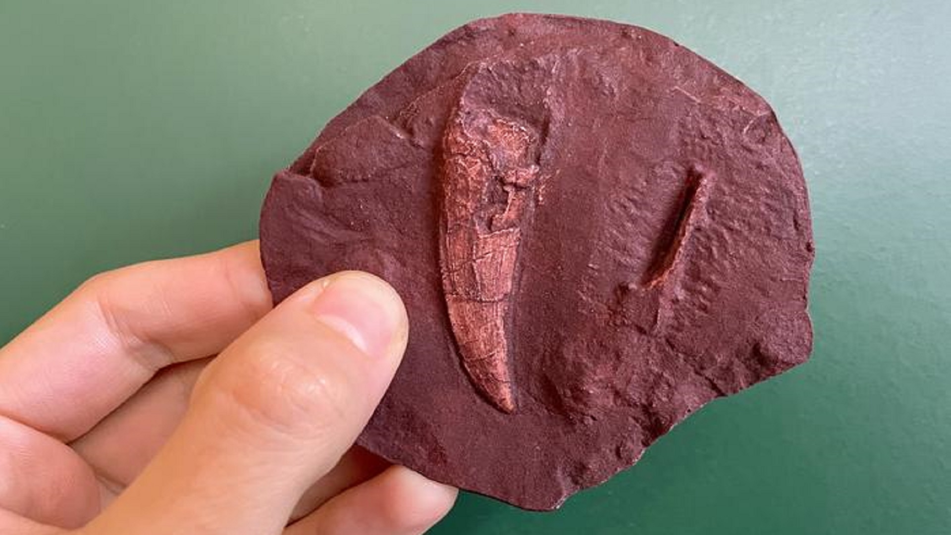 270 million year old fossil tracks in Mallorca reveal how mammals first ...