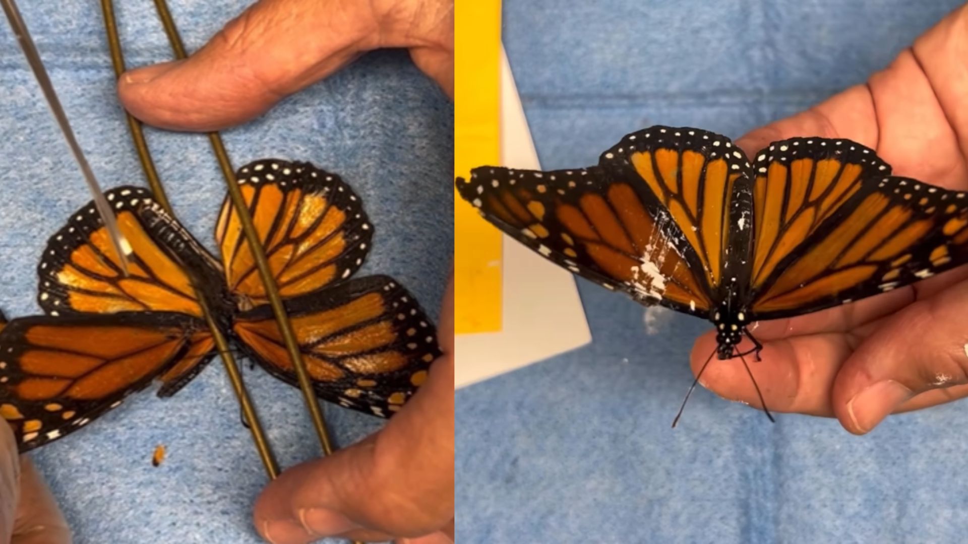 Dying monarch butterfly flies again after miraculous wing transplant