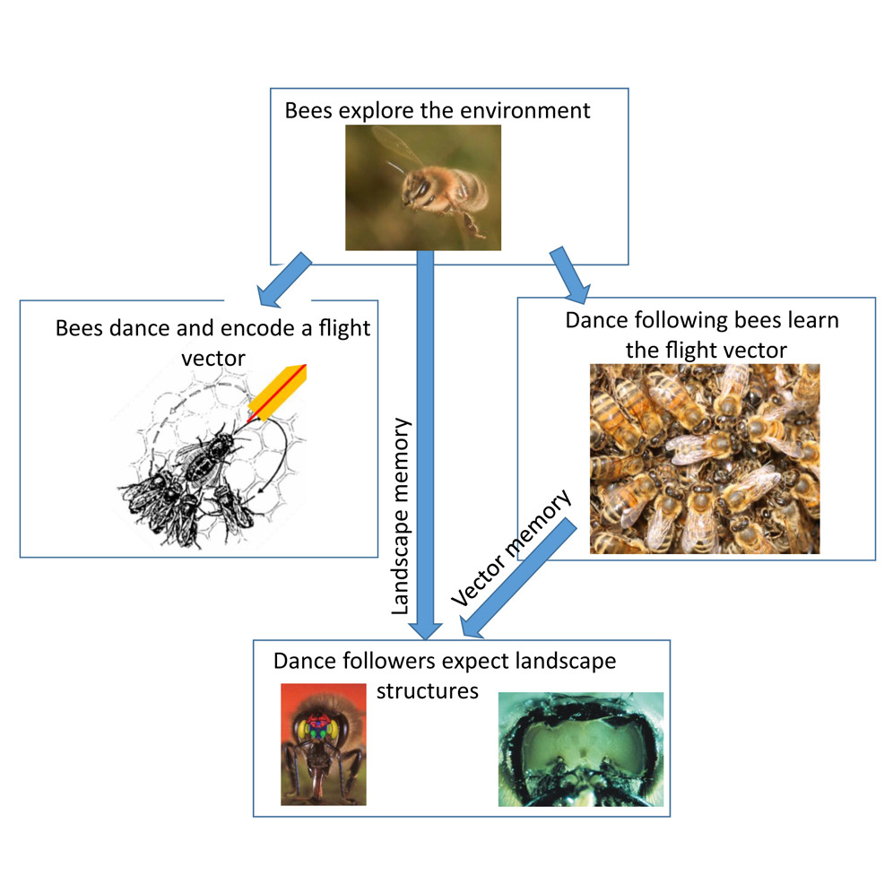 Honeybees dance includes higher cognitive complexity than thought