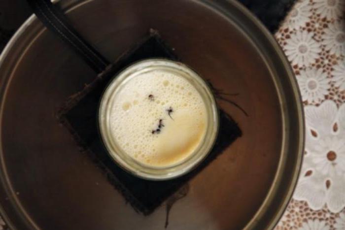 Ant yogurt is real: Scientists revive nearly forgotten Balkan recipe