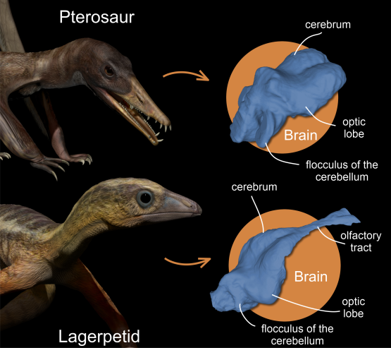 Fossil brains reveal pterosaurs evolved their own 'flight computers'
