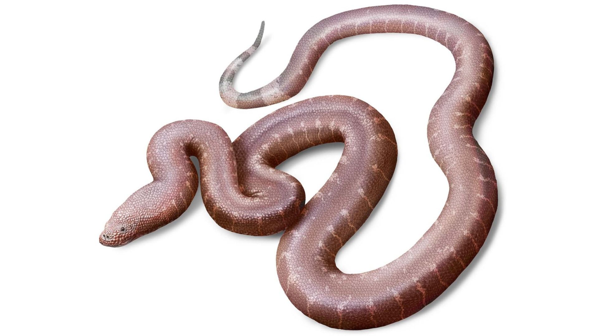 37 million-year-old fossil identified as ancestor of modern snakes