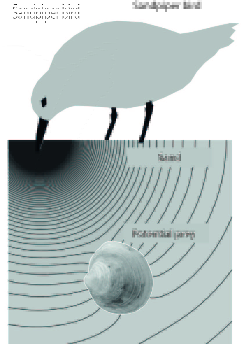 Seventh sense: Humans can sense buried objects like shorebirds