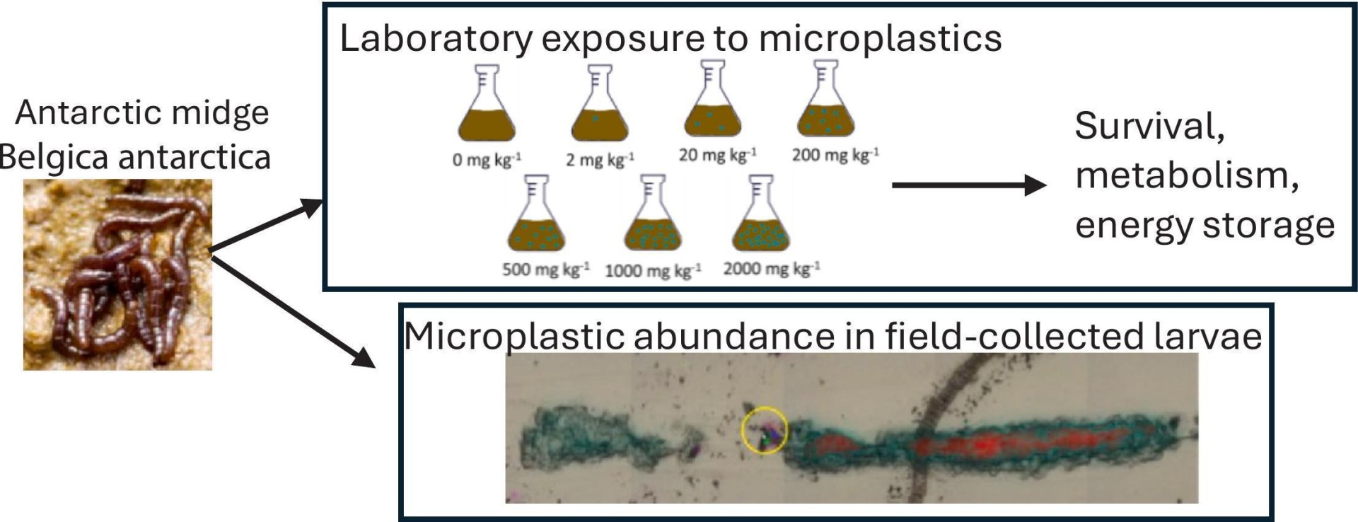 Scientists uncover microplastics in Antarctica's sole native insect