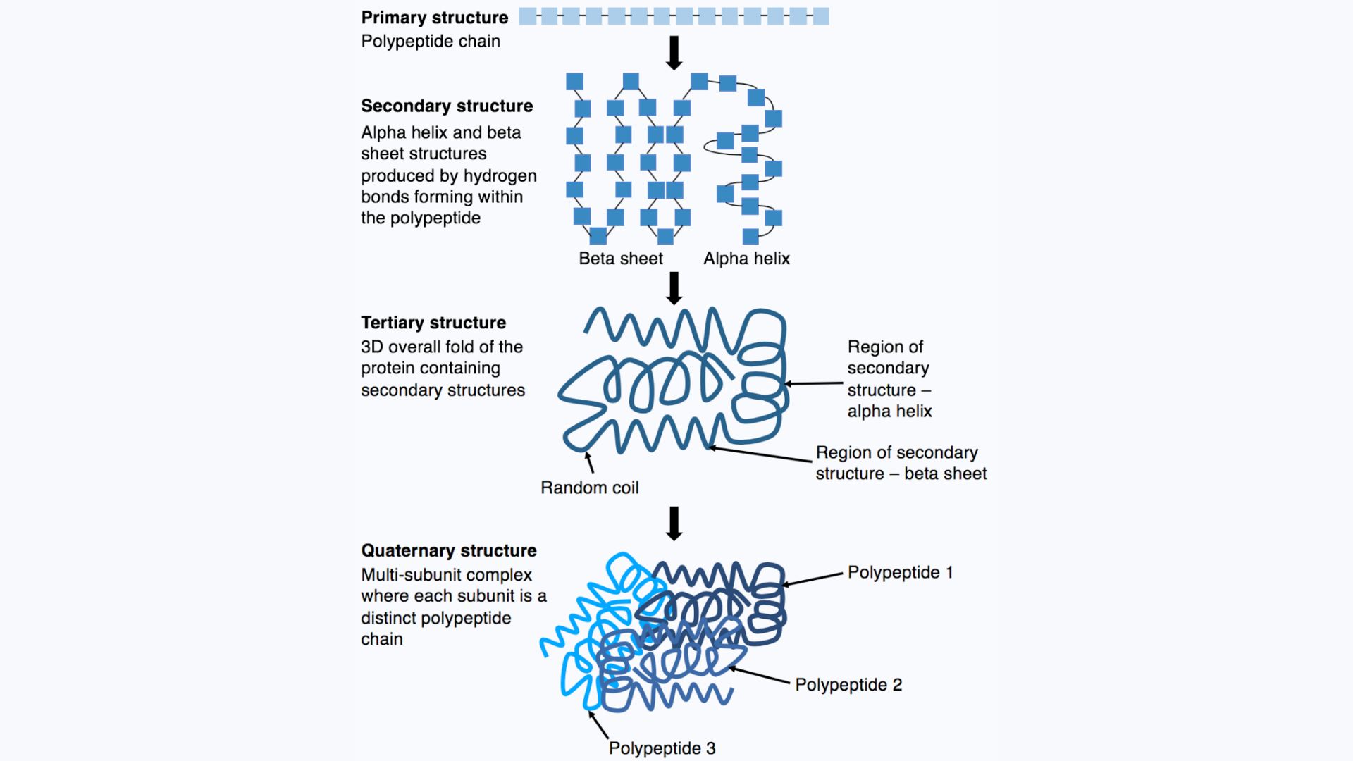Inside AlphaFold and the engineering that solved protein folding