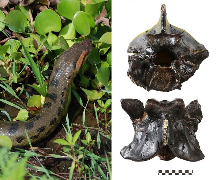 Fossils reveal Amazon's anacondas became giants 12 million years ago
