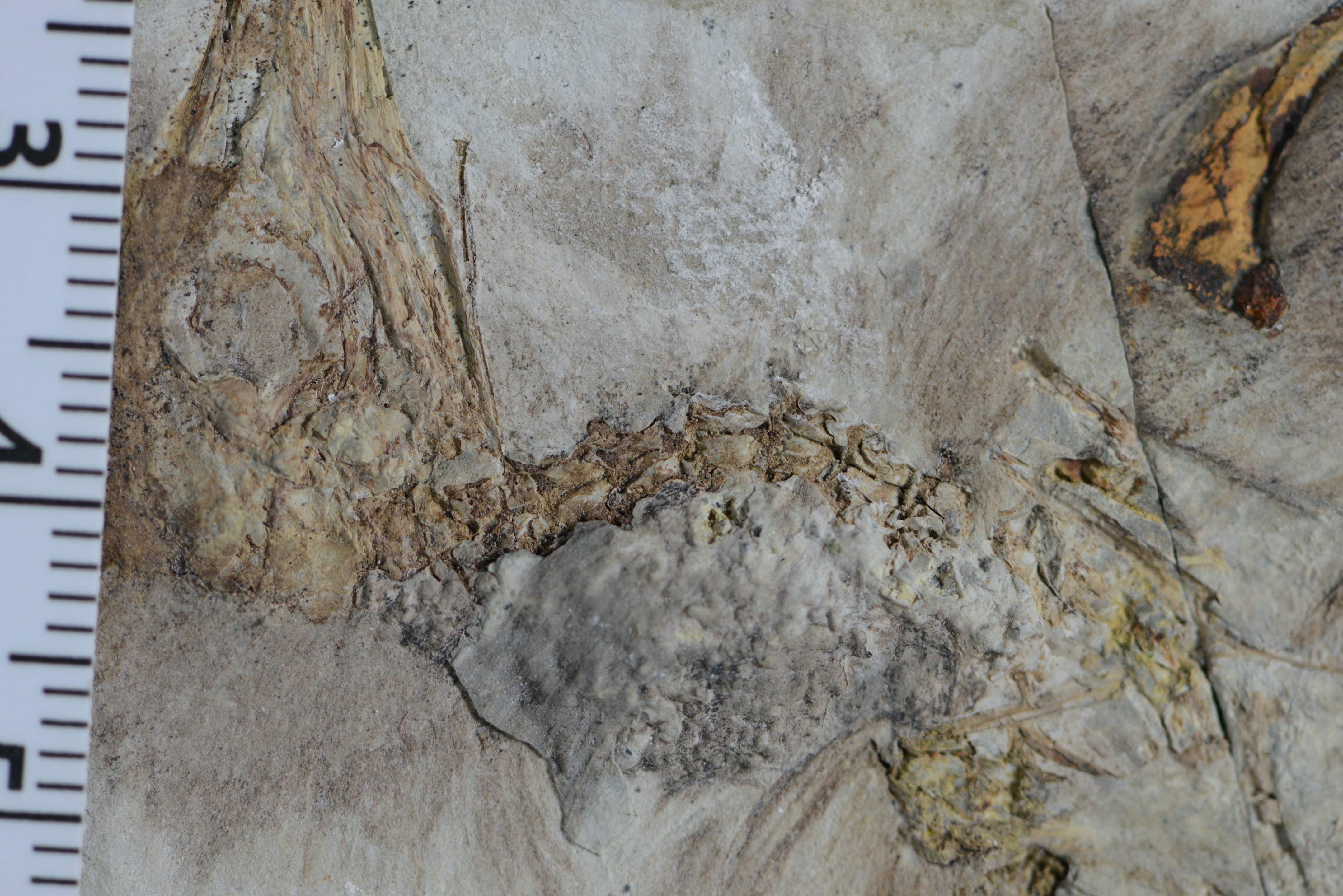 120 million-year-old bird died after gulping 800 stones, fossil reveals