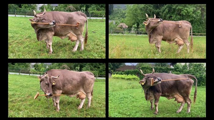 Swiss cow grabs brush and forces scientists to rethink cattle smarts