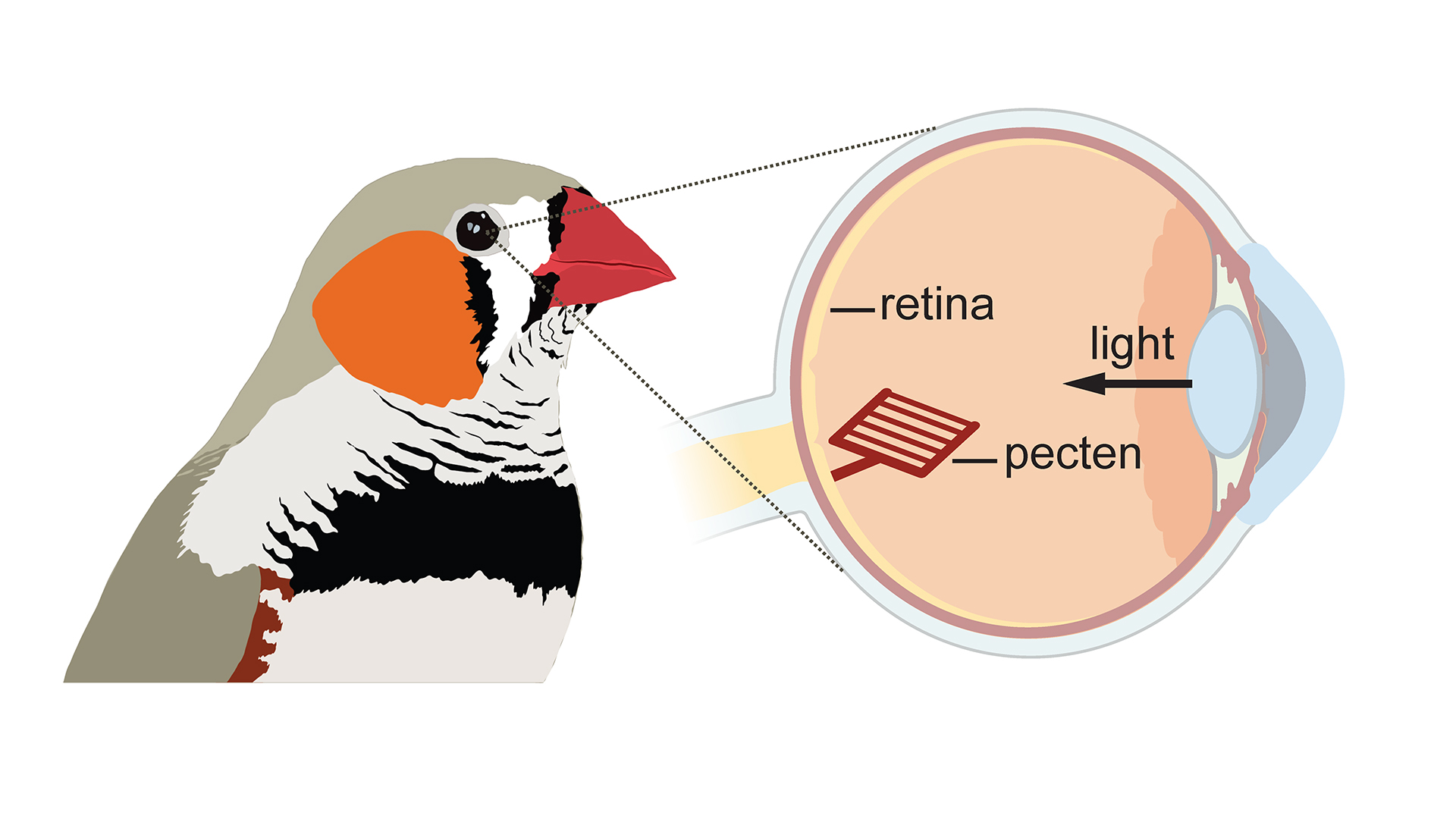 How birds' oxygen-free retinas stay powered by sugar