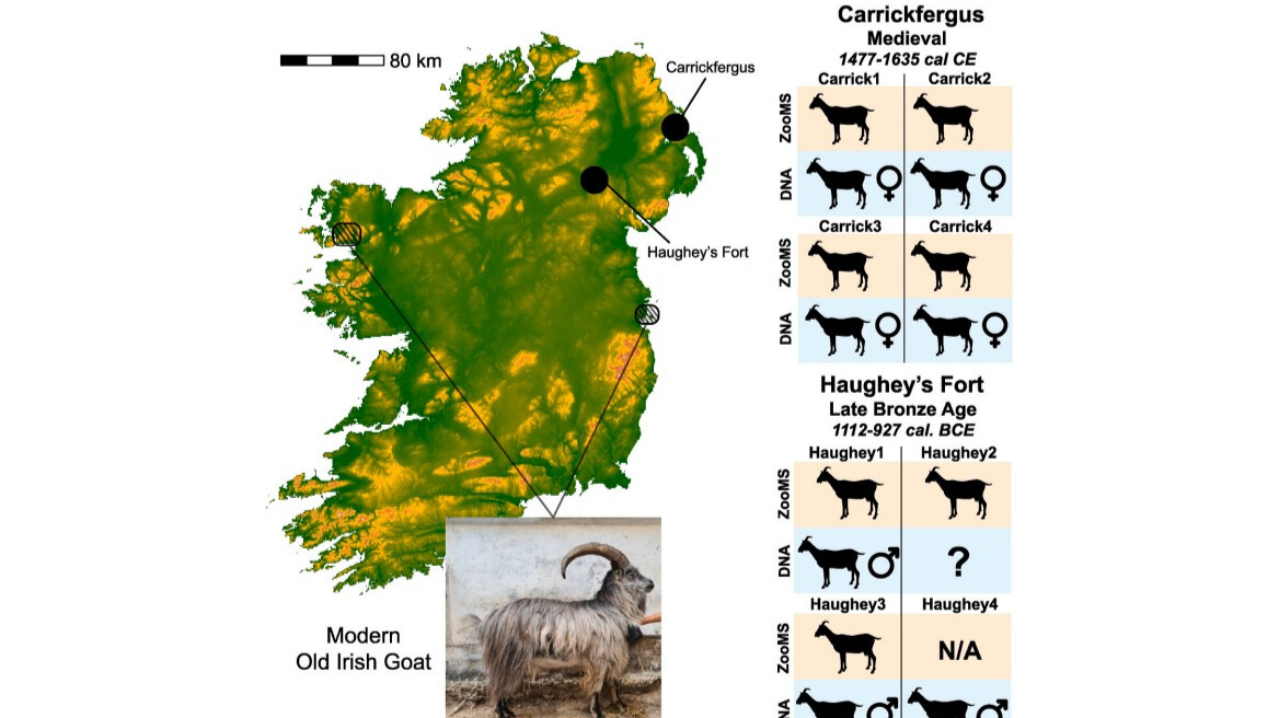 Scientists confirm Old Irish Goat has 3,000-year-old Bronze Age roots