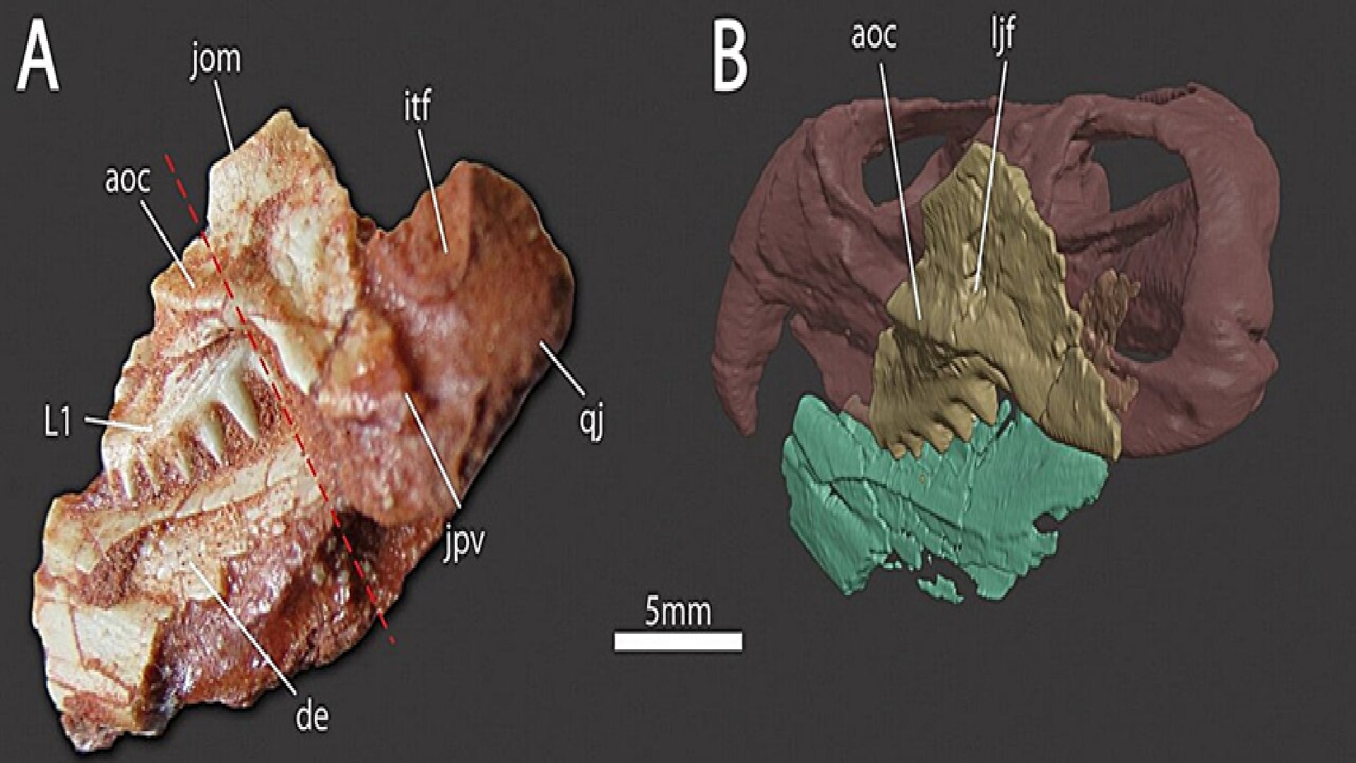 Brazil yields the smallest and youngest Rhynchosaur fossil yet