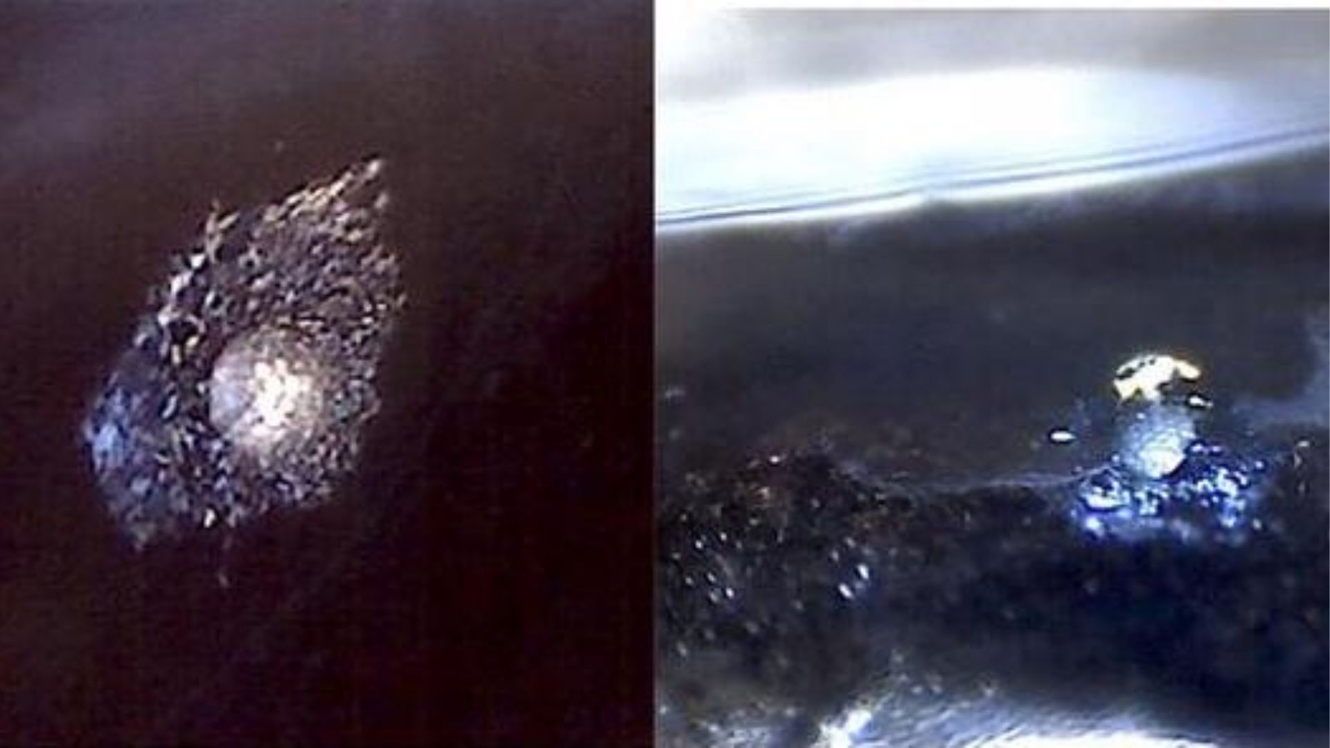 Deep-sea fish's light-scattering crystals could inspire new biomedical ...