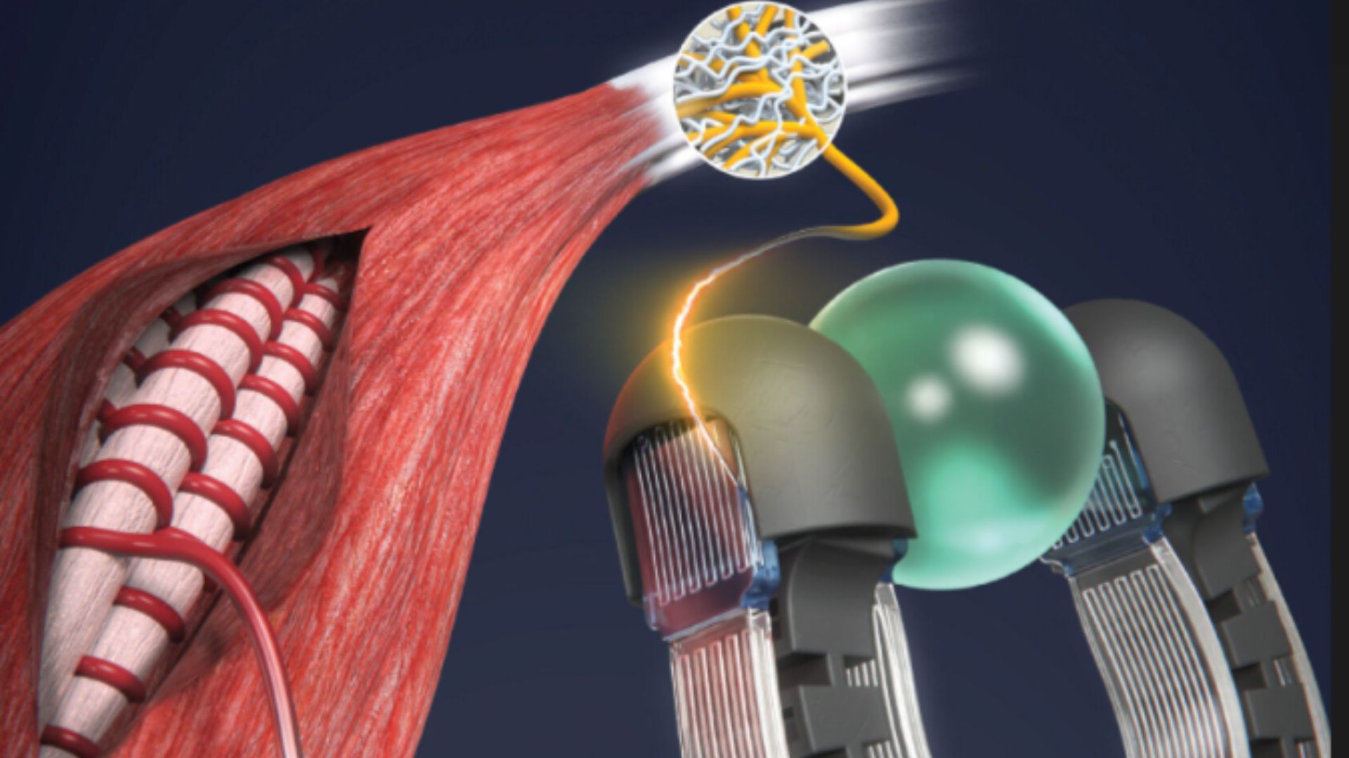 New artificial muscle mimics human to advance humanoid robot motion
