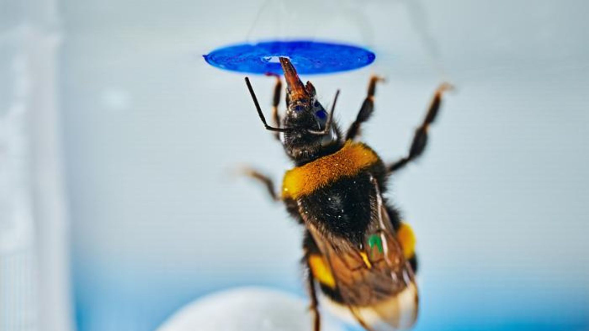 Untrained bumble bees demonstrate spontaneous problem-solving in study