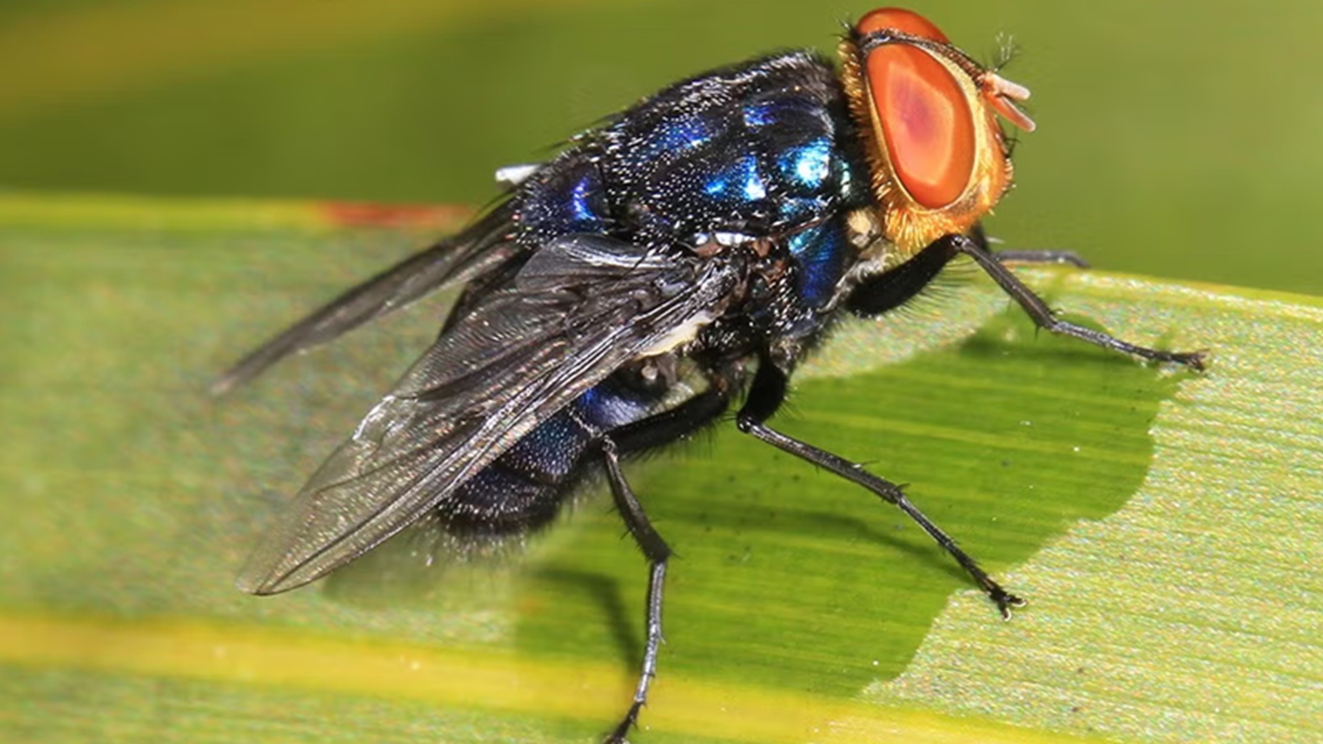 US unleashes flies and sniffer dogs to combat flesh-eating screwworms